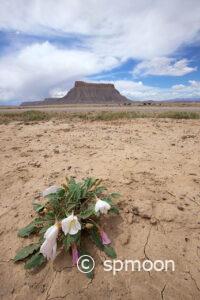 Factory Butte 2024 ワイルドフラワーを探しに春のファクトリービュートへ | Desert Moon